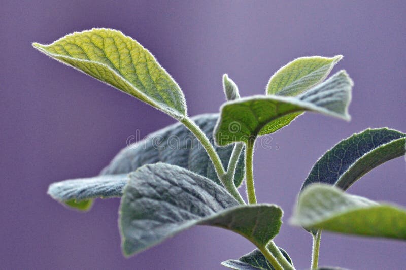 Tree Identification: Two-Winged Silverbell Tree Leaf Stock Image ...