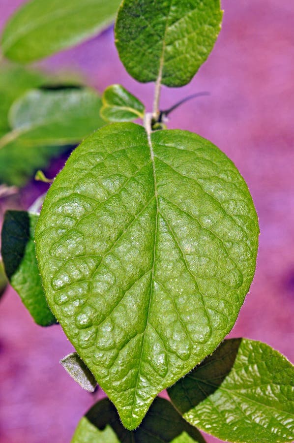 Tree Identification: Two-Winged Silverbell Tree Leaf Stock Image ...