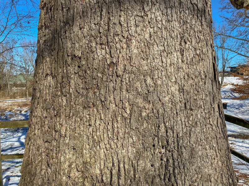 Quercus Alba Aka White Oak Tree and Clear Blue Sky Stock Image - Image ...