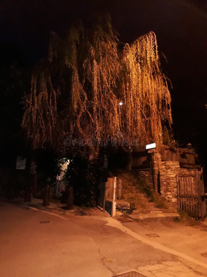 Tree illuminated at night stock image. Image of evening - 136078659