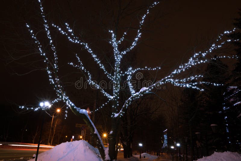 Tree Illuminated at Night in Winter Stock Photo - Image of chill ...