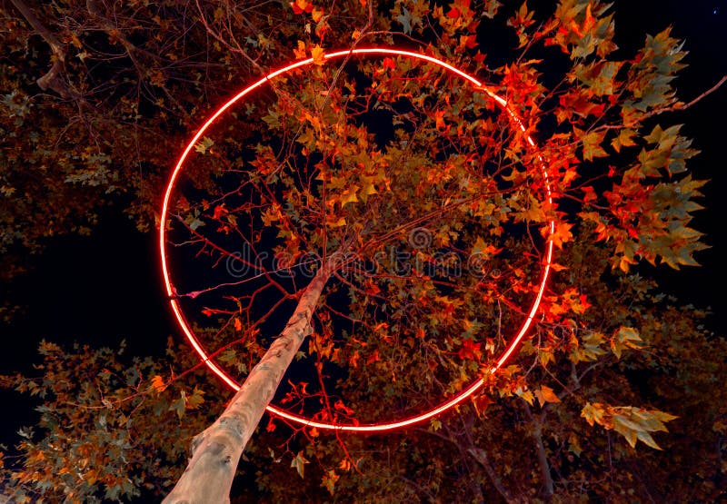 Tree Illuminated with a Red Circular Neon Light Ring at Night in a ...