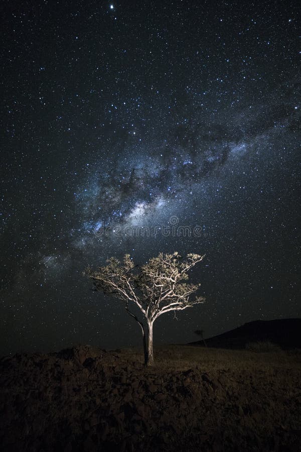 A tree under the Milky Way stock photo. Image of plant - 145612956