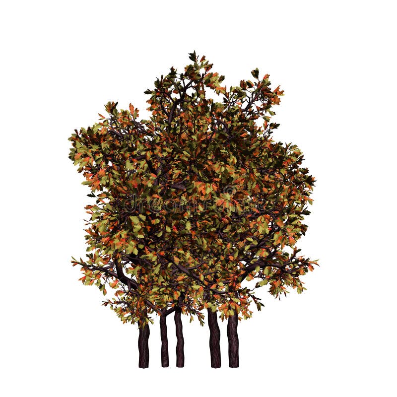 Tree illustration stock illustration. Illustration of cork - 81523149