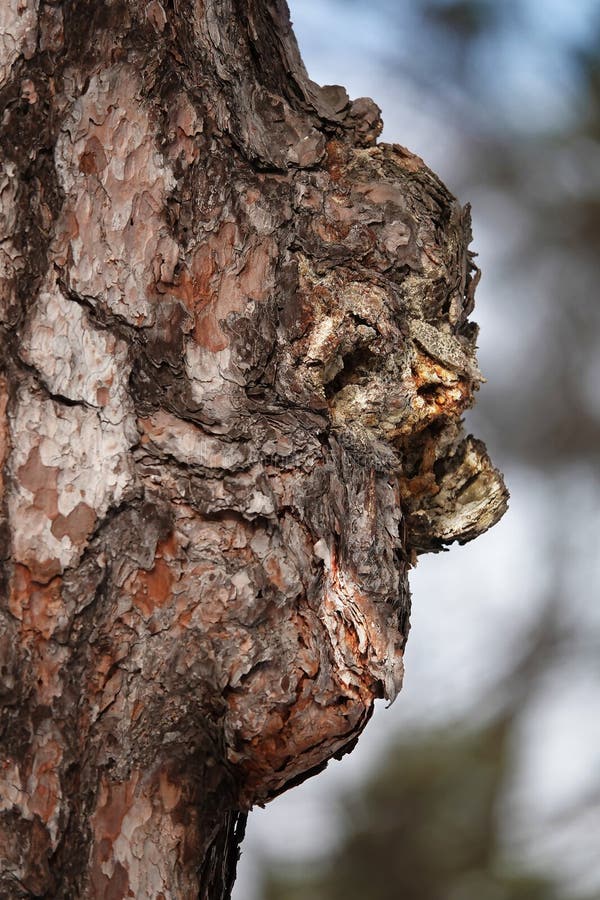 Tree with an Image of a Human Face and a Monkey S Face Stock Image ...