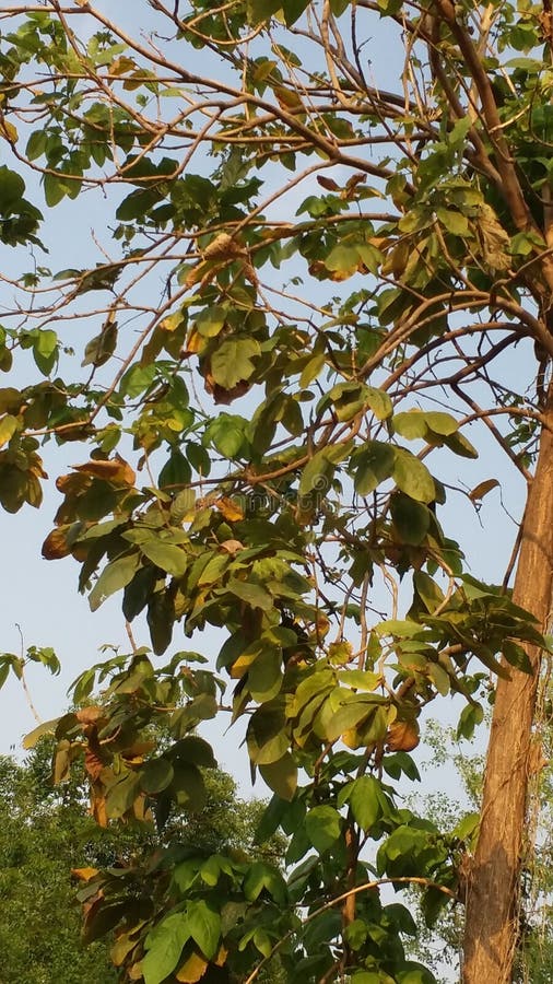 Tree Image Indian Tree Beautiful Image of Indian Nature Image of India ...