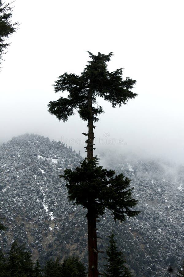 Tree Image in Mountains in Northern Areas of Pakistan. Visite Pakistan ...