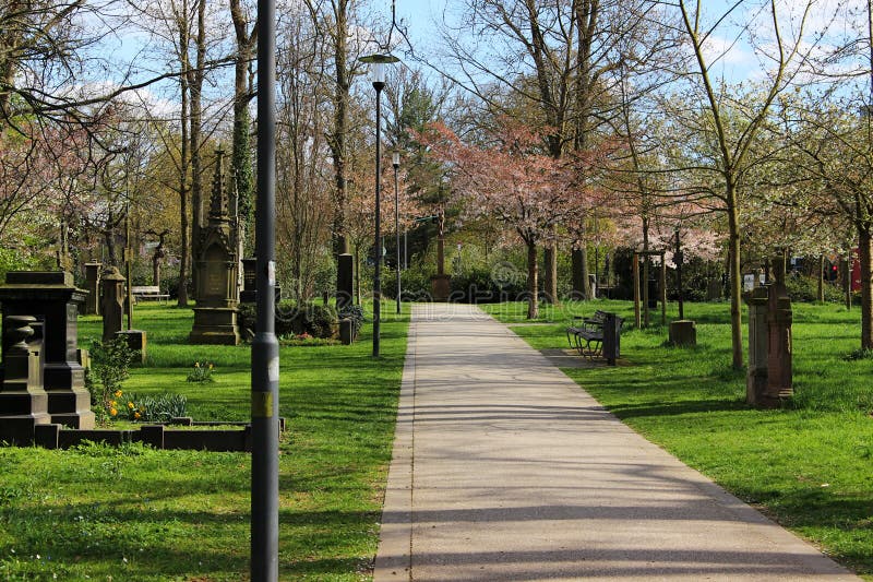 Tree. stock image. Image of green, garden, nature, walkway - 374357277