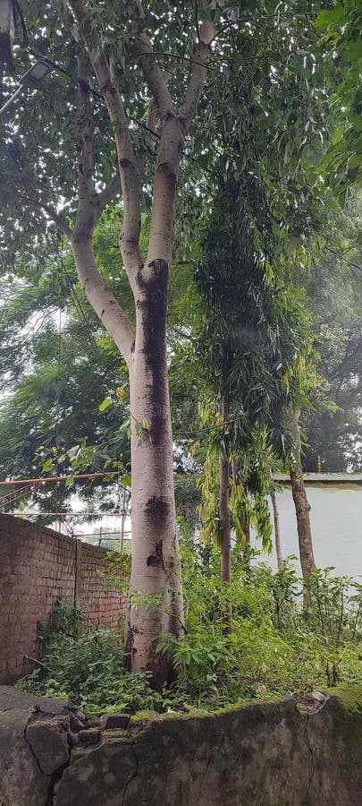 Imeg Forest Stock Photos - Free & Royalty-Free Stock Photos from Dreamstime