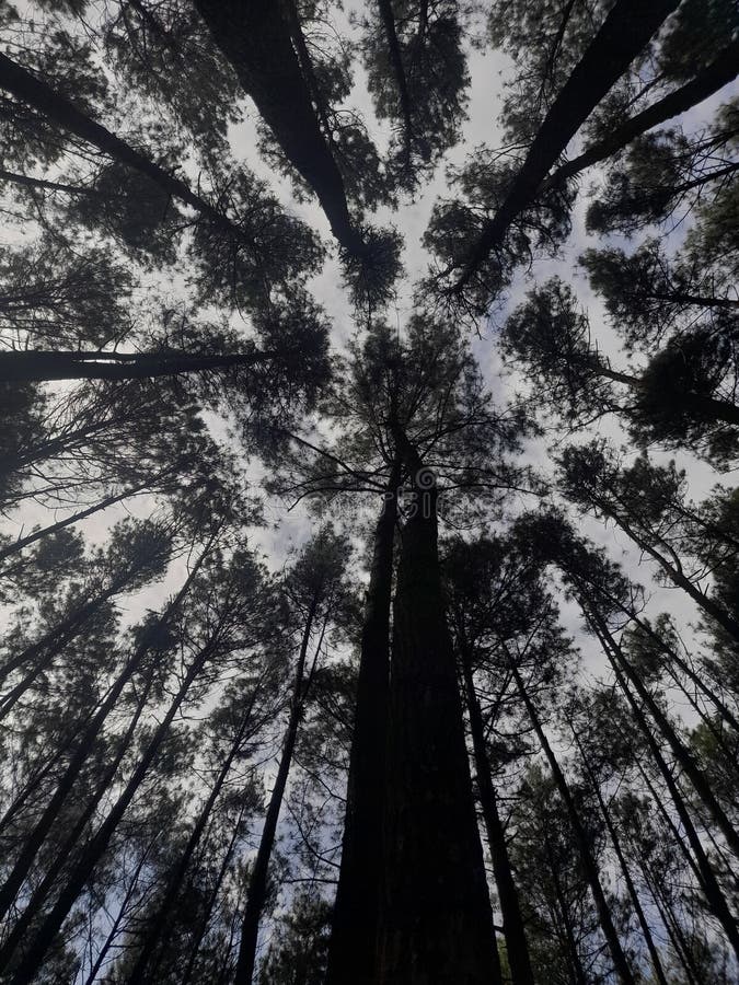 Tree stock image. Image of natural, green, tree, world - 215991499