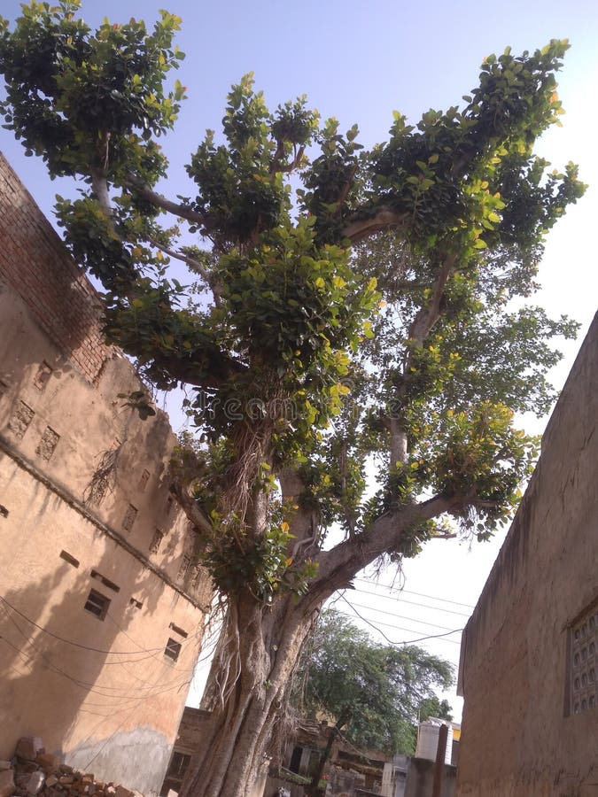 This tree is Indian banyan stock photo. Image of flower - 222237484