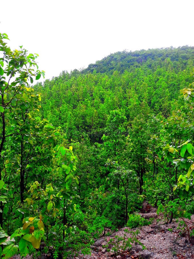 Largest Adina Tree Stock Photos - Free & Royalty-Free Stock Photos from ...