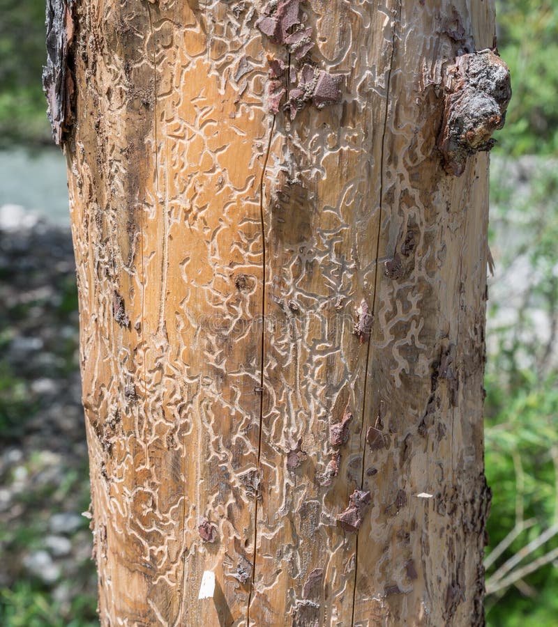 Larvae Of The Bark Beetle .little Woodworm .Larvae Of The Bark Beetle ...