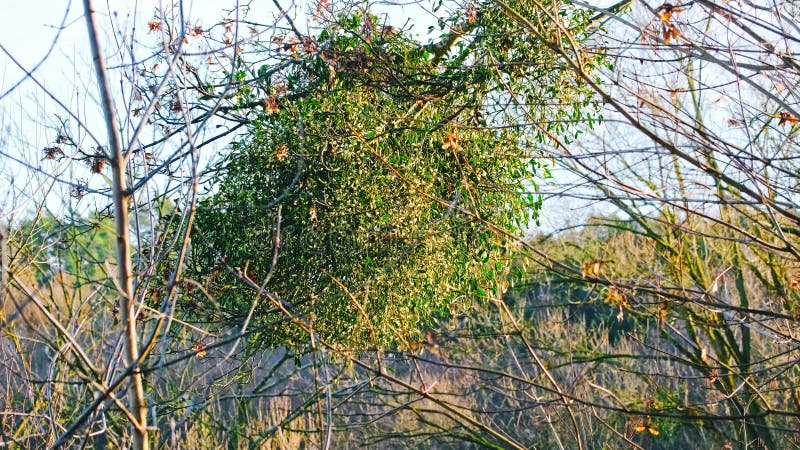 Tree Infested with Large Clumps of Mistletoe Stock Footage - Video of ...