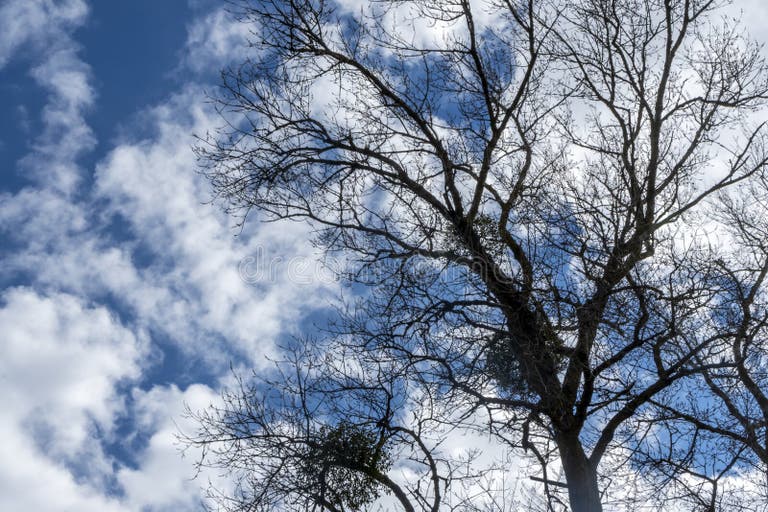 Tree Infested with Mistletoe Parasites on a Blue Sky with White Clouds ...
