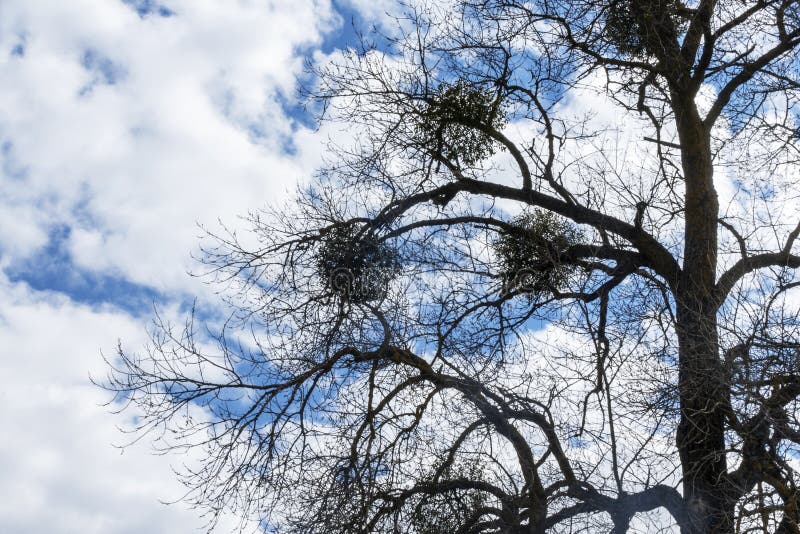 Tree Infested with Mistletoe Parasites on a Blue Sky with White Clouds ...