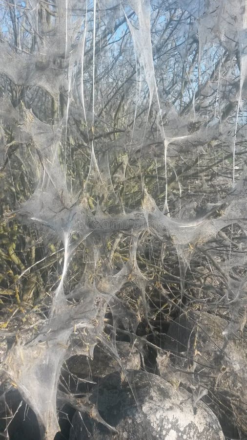 â€œGhost Treeâ€ Covered in Caterpillar Web Stock Photo - Image of ...