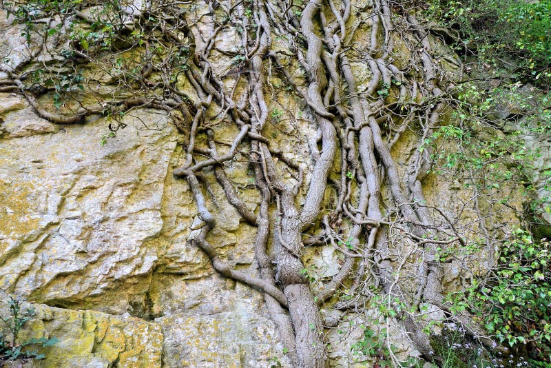 Rock ingrained with quartz stock image. Image of fossil - 59681117