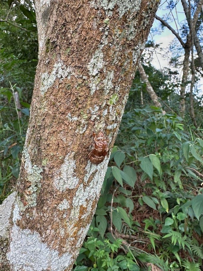 Tree with Insect Exoskeleton Stock Image - Image of tree, landscape ...