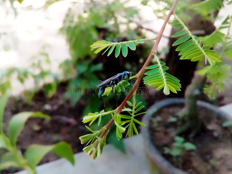 Insects stock image. Image of nature, beautiful, tree - 114229983