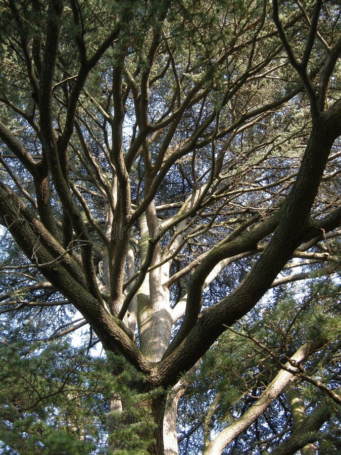 Tree inside stock image. Image of bark, pine, forest, trunk - 7651677