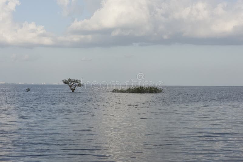 Tree inside Amazon river stock image. Image of calm - 162529023