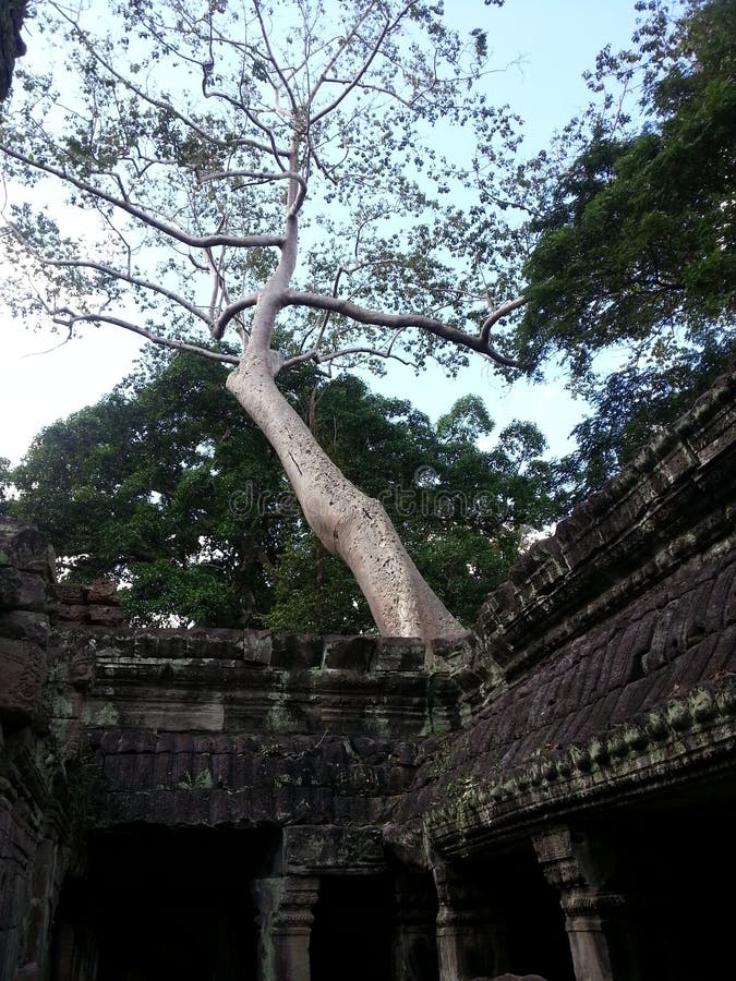 A Tree Inside Ancient Stone Temple Stock Image - Image of ancient ...