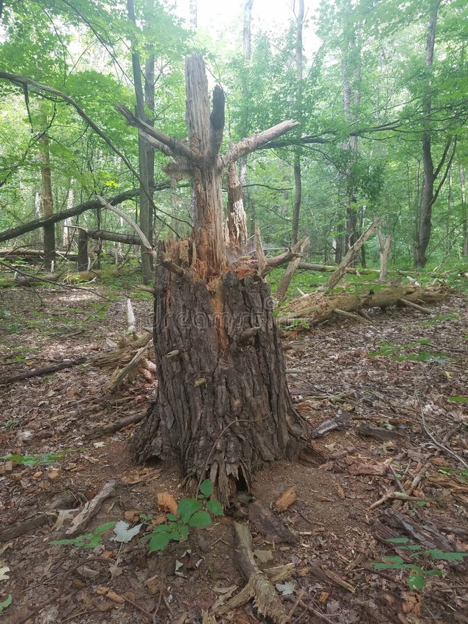 Tree inside another tree stock photo. Image of outdoors - 165170362