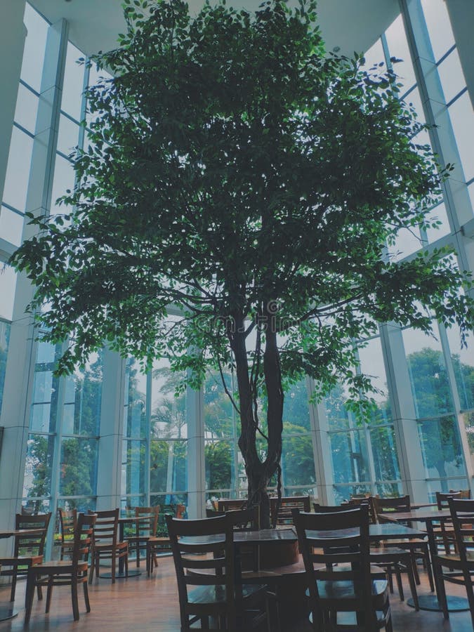 Tree inside building stock image. Image of facade, office - 234117513