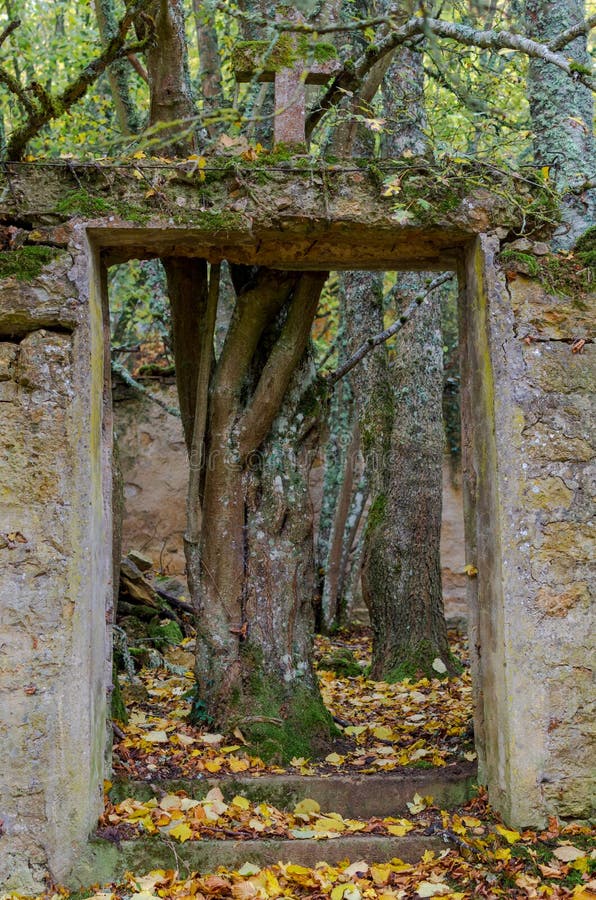 Tree Inside Christian Temple Stock Image - Image of jungle, habitat ...