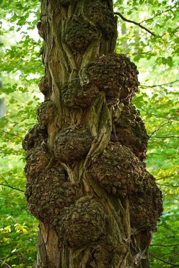 Tree with an Interesting Patterns on it in this Area Stock Image ...