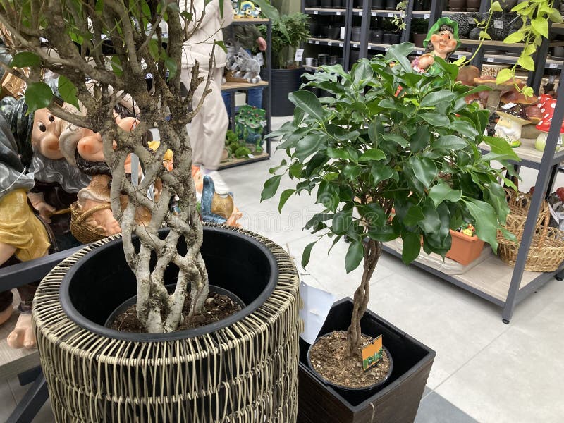 Tree with Intertwined Trunk. in a Pot in the Store. the Branches of the ...