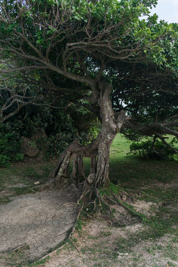 Tree with Intertwining Dense Branches Stock Photo - Image of green ...