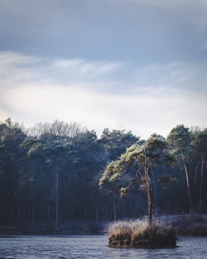 Tree on Island in Front of Forest and Blue Sky Stock Photo - Image of ...