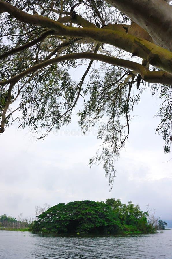 Tree and Island at Lake with Tree Canopy Stock Photo - Image of nature ...