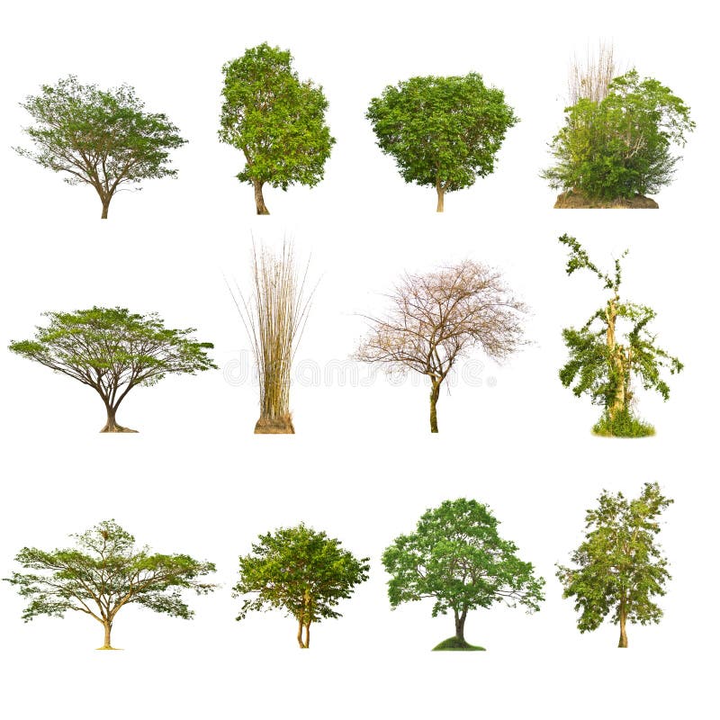 Summer Trees Billboard Collection on White Stock Image - Image of ...