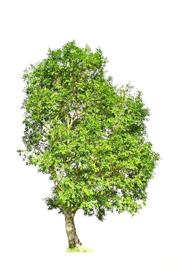 Tree Isolate on a White Background Stock Image - Image of green, lonely ...