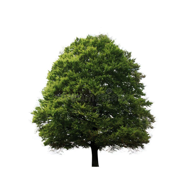 Two green oak tree stock image. Image of leafy, forest - 8666753