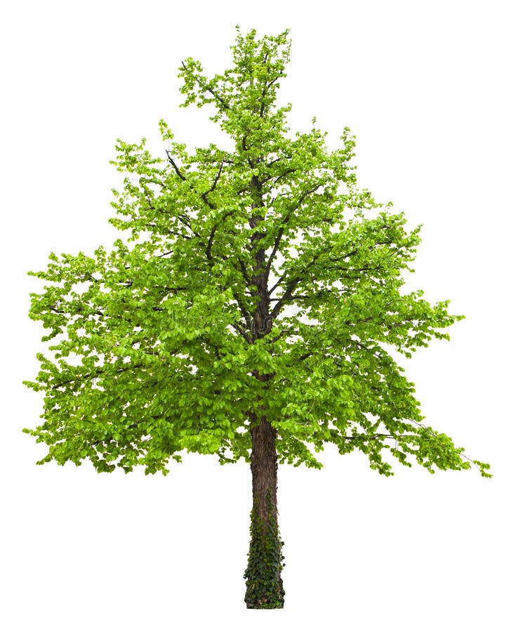 Tree isolated stock photo. Image of leaf, isolation, ecology - 24563566