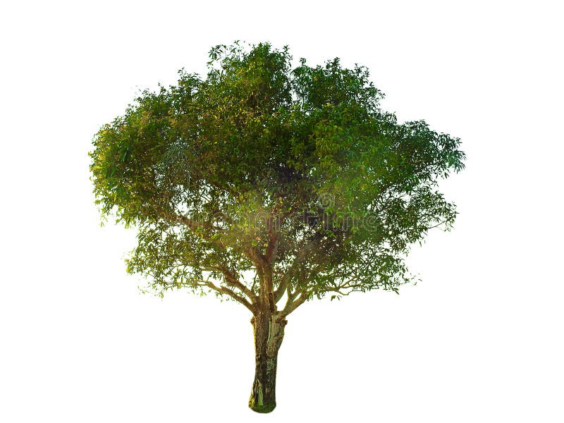 Tree isolated background. stock image. Image of leafy - 89087257