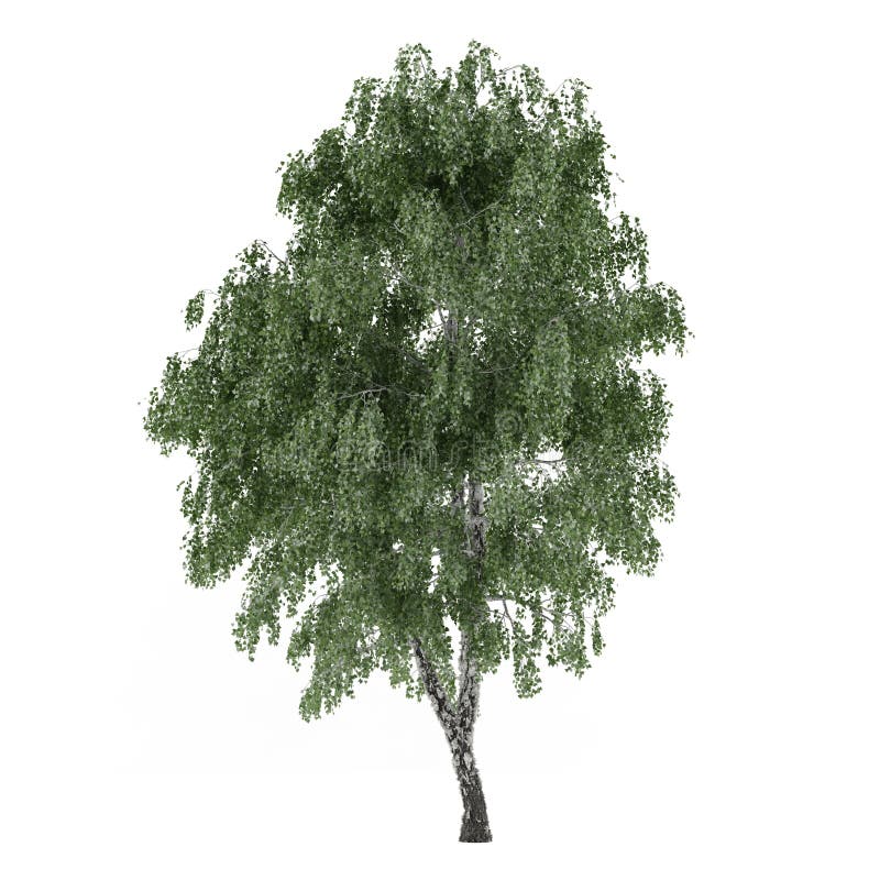 Tree Isolated. Betula Birch Stock Photo - Image of isolated, green ...