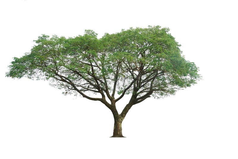 Tree Isolated with Copy Space on White Background Stock Photo - Image ...