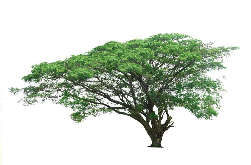 Tree Isolated with Copy Space on White Background Stock Photo - Image ...