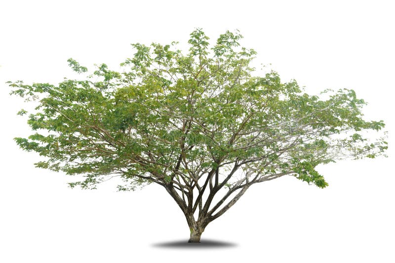 Tree Isolated with Copy Space on White Background Stock Image - Image ...