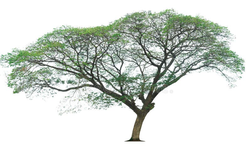 Tree Isolated with Copy Space on White Background Stock Photo - Image ...