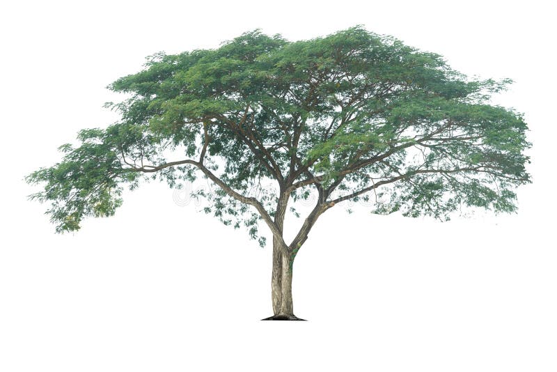 Tree Isolated with Copy Space on White Background Stock Image - Image ...