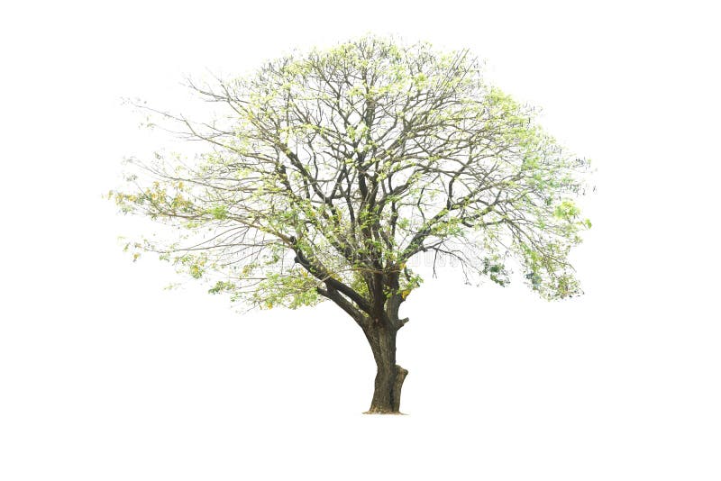 Tree Isolated with Copy Space on White Background Stock Photo - Image ...