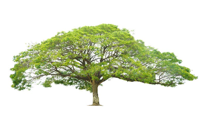 Tree Isolated with Copy Space on White Background Stock Photo - Image ...