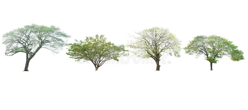 Tree Isolated with Copy Space on White Background Stock Image - Image ...