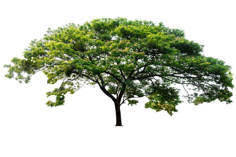 Tree Isolated with Copy Space on White Background Stock Photo - Image ...